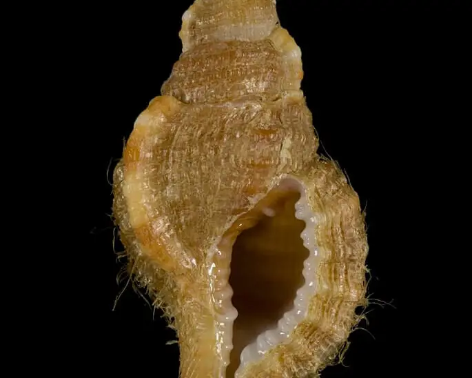 Monoplex mundus - Facts, Diet, Habitat & Pictures on Animalia.bio