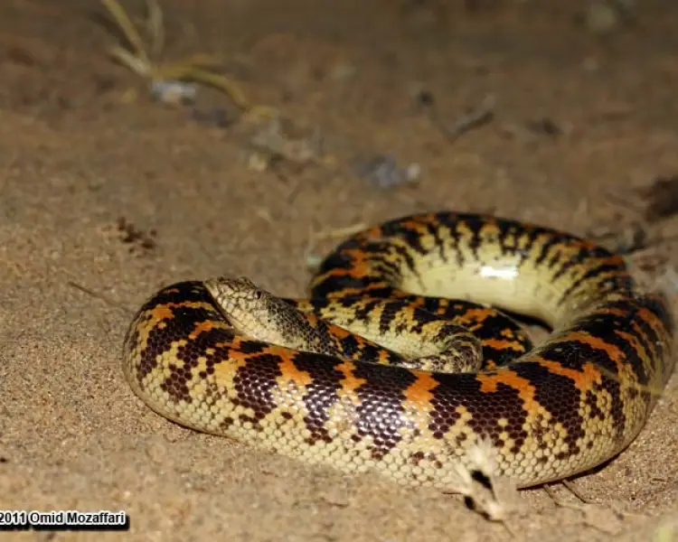 Arabian Sand Boa - Facts, Diet, Habitat & Pictures on Animalia.bio
