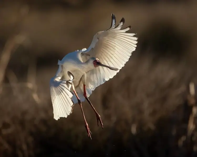 African Spoonbill - Facts, Diet, Habitat & Pictures on Animalia.bio