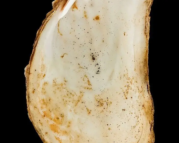 Cardita distorta - Facts, Diet, Habitat & Pictures on Animalia.bio