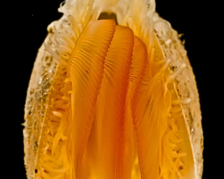 Limaria orientalis - Facts, Diet, Habitat & Pictures on Animalia.bio