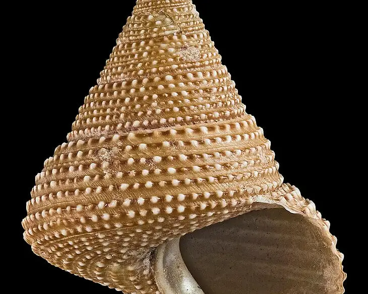 Maurea osbornei - Facts, Diet, Habitat & Pictures on Animalia.bio