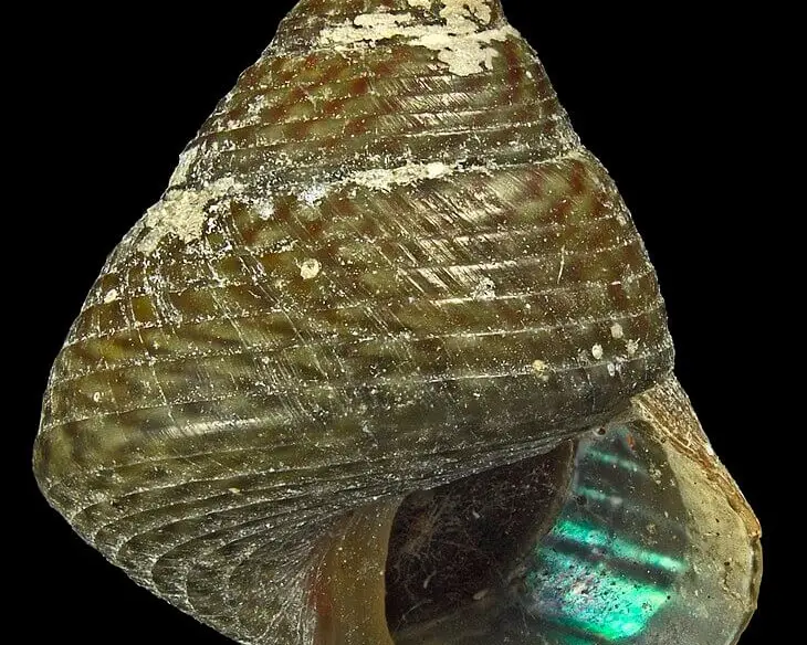 Micrelenchus sanguineus - факти, дієта, ареал і фотографії на Animalia.bio