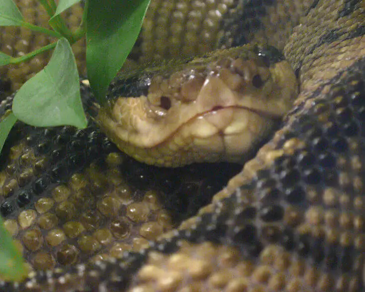 Lachesis stenophrys - Facts, Diet, Habitat & Pictures on Animalia.bio