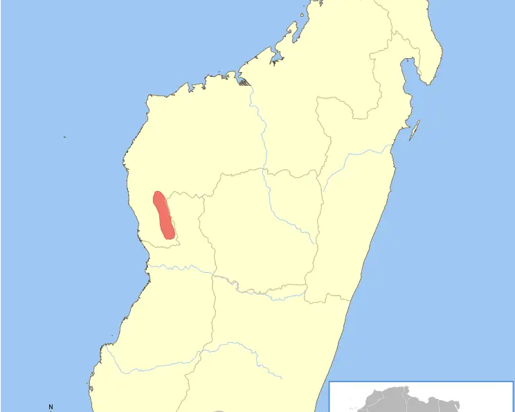 Bemaraha woolly lemur - Facts, Diet, Habitat & Pictures on Animalia.bio