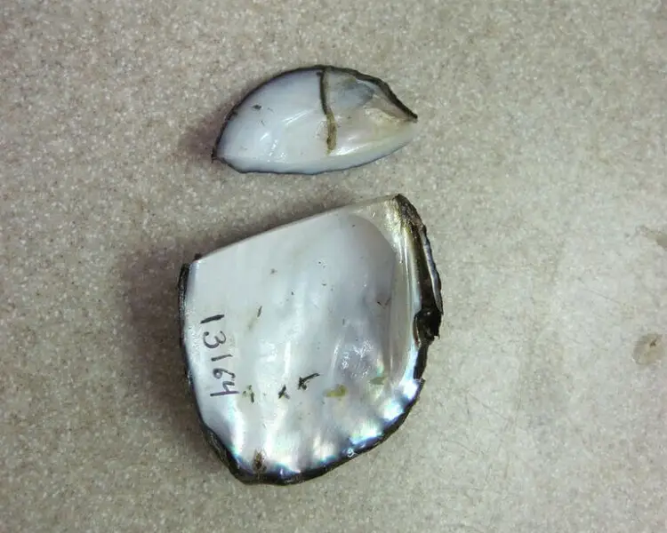 Amblema neislerii - Facts, Diet, Habitat & Pictures on Animalia.bio