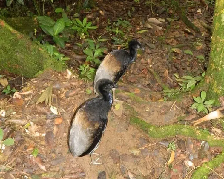 Grey-winged trumpeter - Facts, Diet, Habitat & Pictures on Animalia.bio