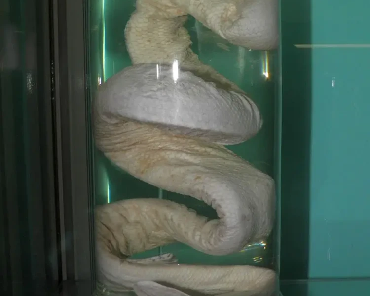 Морська змія коротка - факти, дієта, ареал і фотографії на Animalia.bio