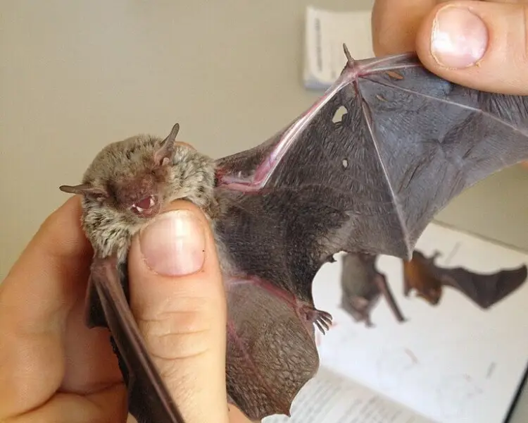 Western broad-nosed bat - Facts, Diet, Habitat & Pictures on Animalia.bio