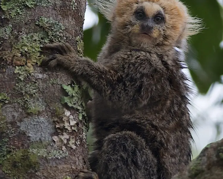 Callithrix flaviceps - факти, дієта, ареал і фотографії на Animalia.bio