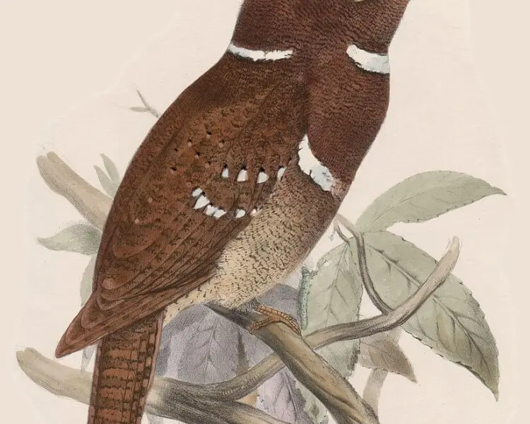 Philippine frogmouth - Facts, Diet, Habitat & Pictures on Animalia.bio