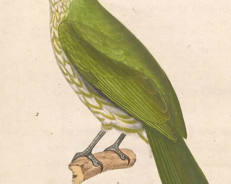 Sunda bulbul - Facts, Diet, Habitat & Pictures on Animalia.bio