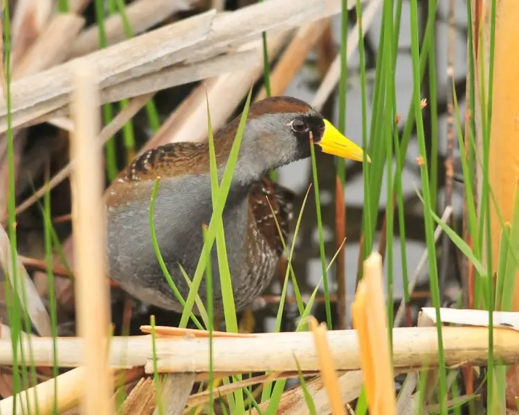 Sora - Facts, Diet, Habitat & Pictures on Animalia.bio