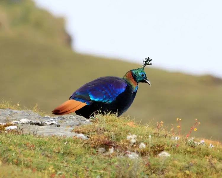 Himalayan Monal - Facts, Diet, Habitat & Pictures on Animalia.bio