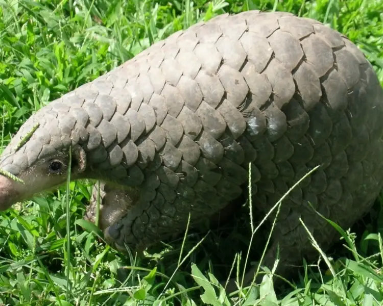Chinese Pangolin - Facts, Diet, Habitat & Pictures on Animalia.bio