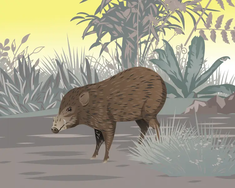 Pygmy Hog - Facts, Diet, Habitat & Pictures on Animalia.bio