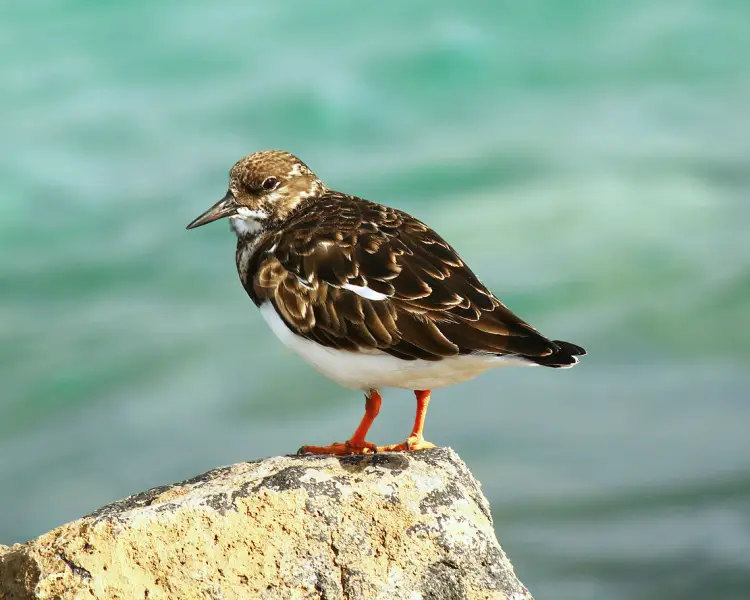 Ruddy Turnstone - Facts, Diet, Habitat & Pictures on Animalia.bio