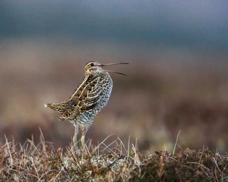 Great Snipe - Facts, Diet, Habitat & Pictures on Animalia.bio