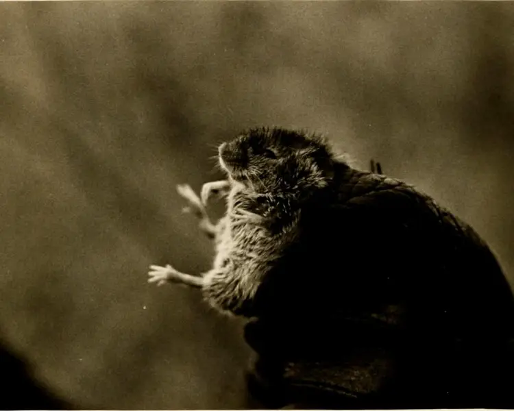Eastern harvest mouse - Facts, Diet, Habitat & Pictures on Animalia.bio