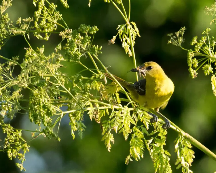 Orchard oriole - Facts, Diet, Habitat & Pictures on Animalia.bio