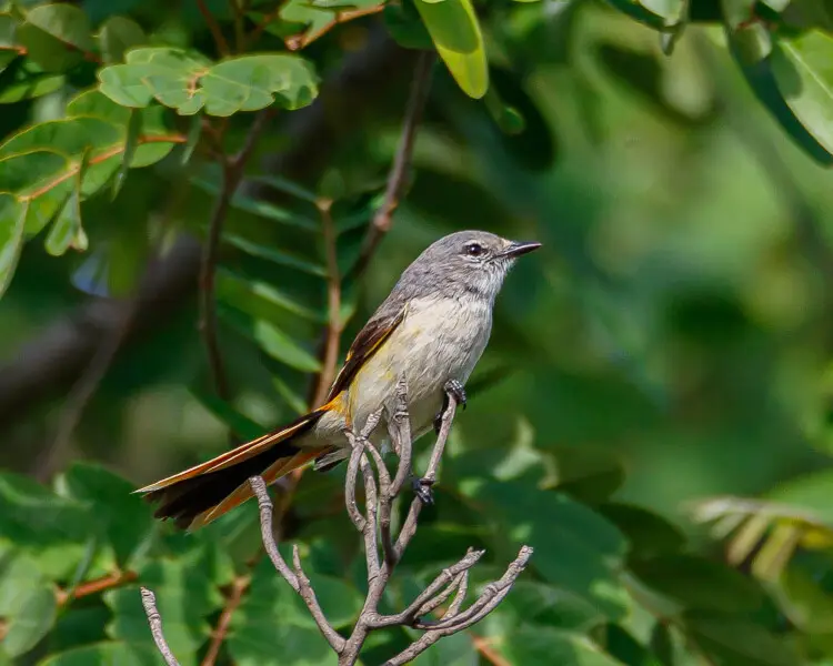 Small minivet - Facts, Diet, Habitat & Pictures on Animalia.bio