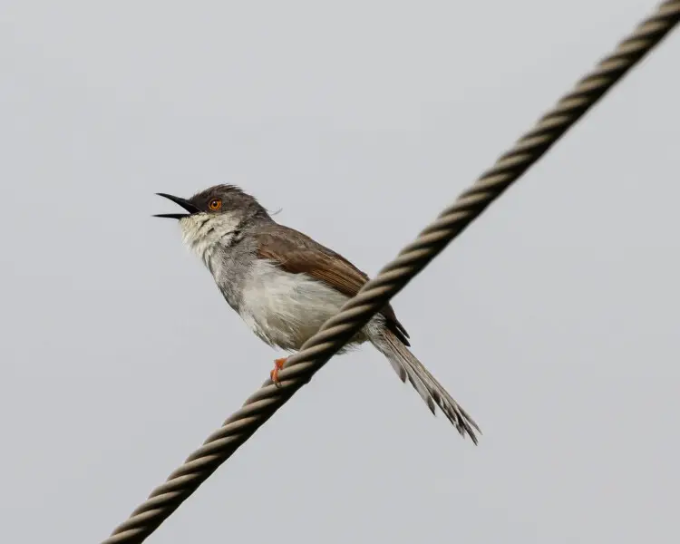 Grey-breasted prinia - Facts, Diet, Habitat & Pictures on Animalia.bio