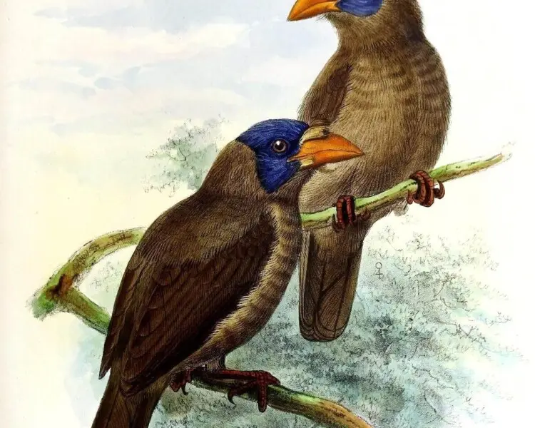 Naked-faced barbet - Facts, Diet, Habitat & Pictures on Animalia.bio