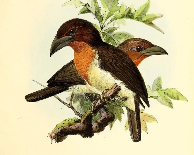 Барбу - факти, дієта, ареал і фотографії на Animalia.bio