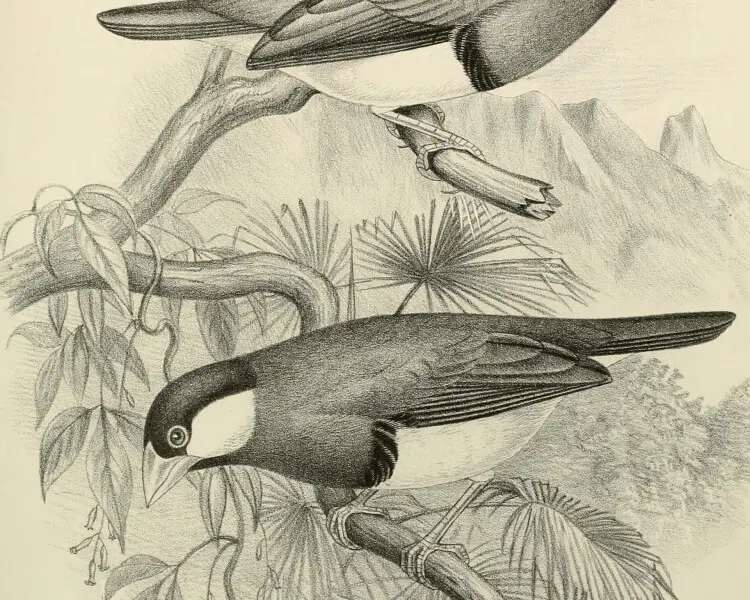 Timor sparrow - Facts, Diet, Habitat & Pictures on Animalia.bio