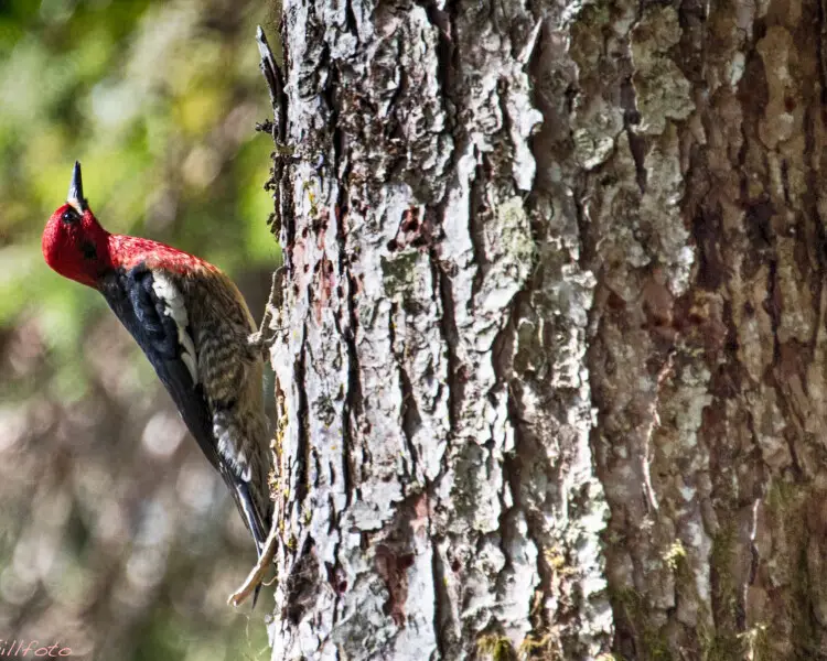 Sphyrapicus ruber - факти, дієта, ареал і фотографії на Animalia.bio