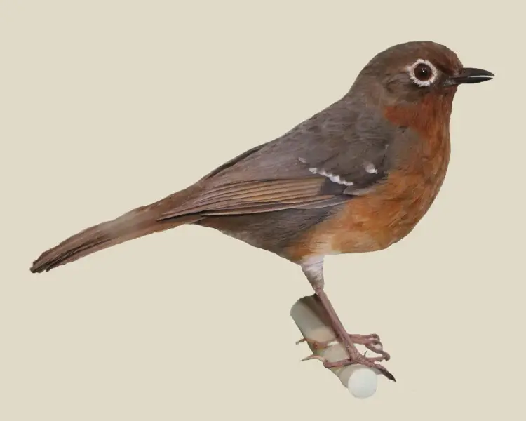 Geokichla piaggiae - факти, дієта, ареал і фотографії на Animalia.bio