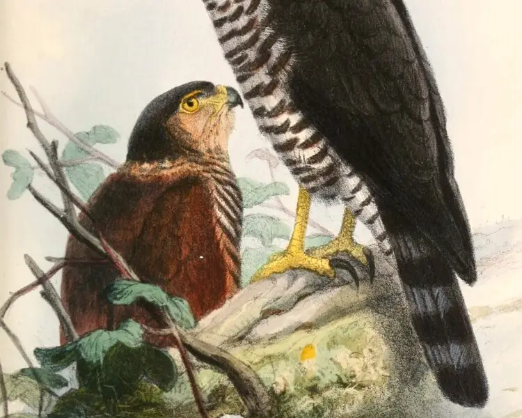 Semicollared hawk - Facts, Diet, Habitat & Pictures on Animalia.bio