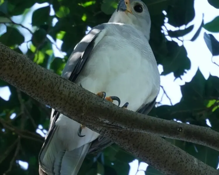 Grey goshawk - Facts, Diet, Habitat & Pictures on Animalia.bio