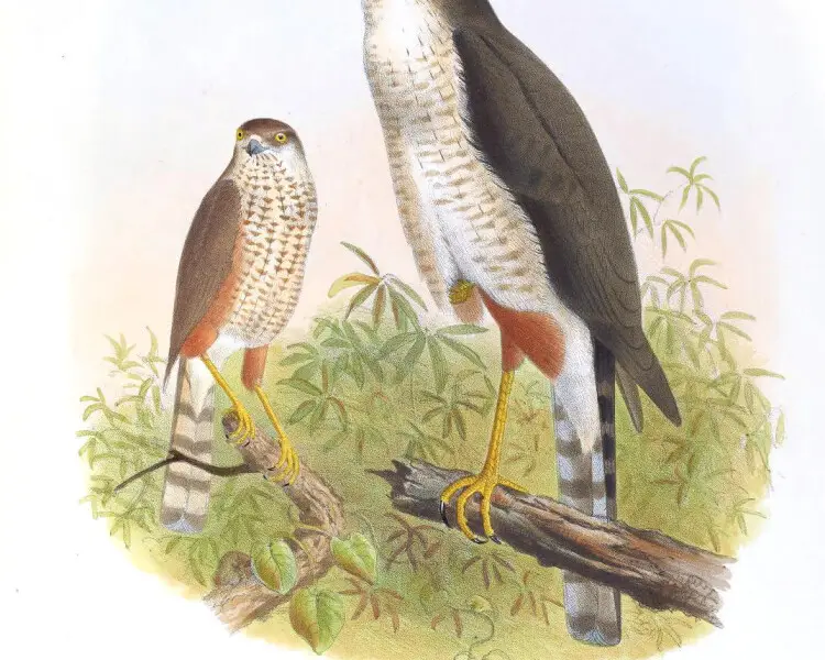 White-breasted hawk - Facts, Diet, Habitat & Pictures on Animalia.bio