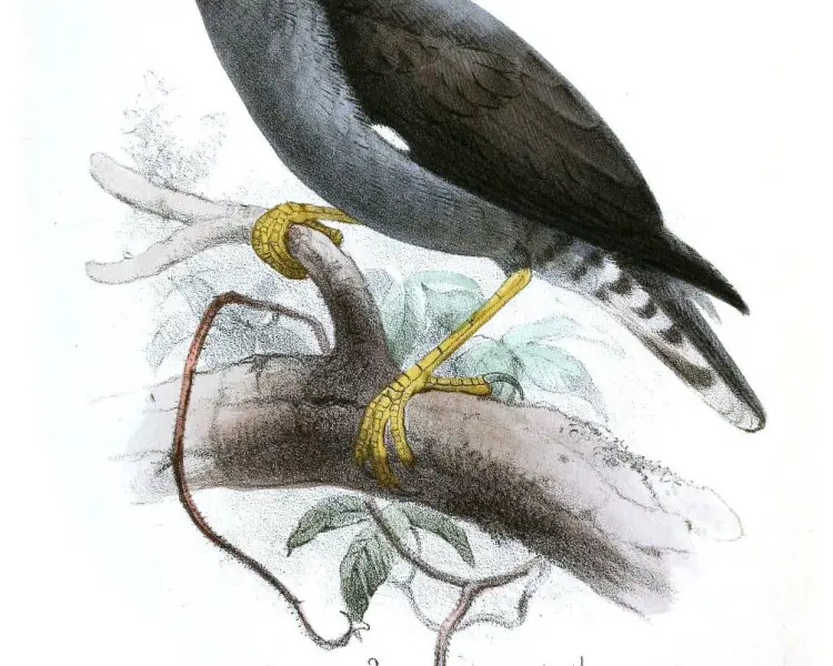Collared myna - Facts, Diet, Habitat & Pictures on Animalia.bio