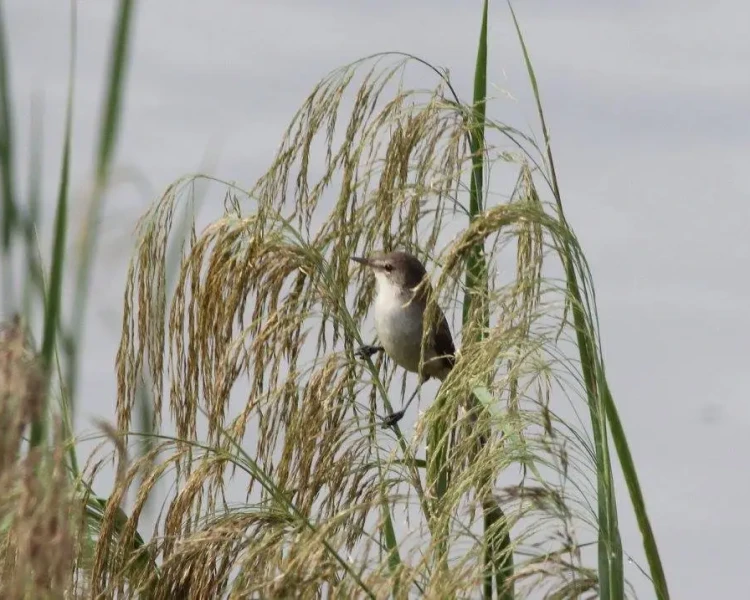 Greater swamp warbler - Facts, Diet, Habitat & Pictures on Animalia.bio