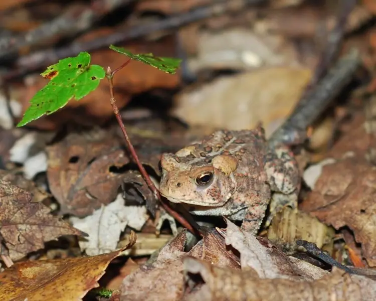 American toad - Facts, Diet, Habitat & Pictures on Animalia.bio