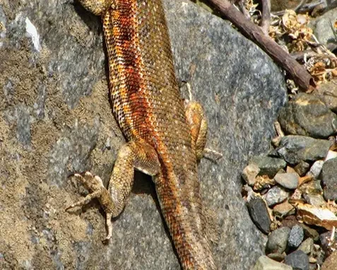 Liolaemus atacamensis - Fatti, dieta, habitat e immagini su Animalia.bio