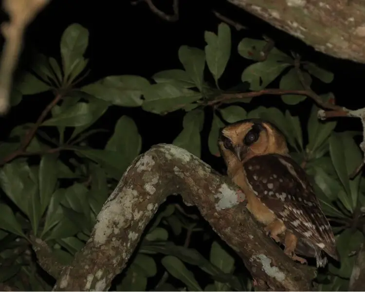 Buff-fronted owl - Facts, Diet, Habitat & Pictures on Animalia.bio