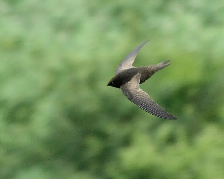 African black swift - Facts, Diet, Habitat & Pictures on Animalia.bio