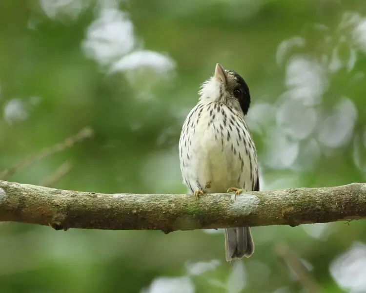 African broadbill - Facts, Diet, Habitat & Pictures on Animalia.bio