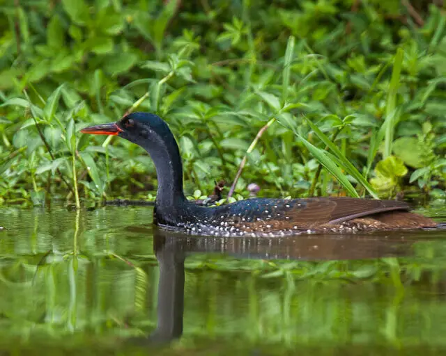 African finfoot - Facts, Diet, Habitat & Pictures on Animalia.bio