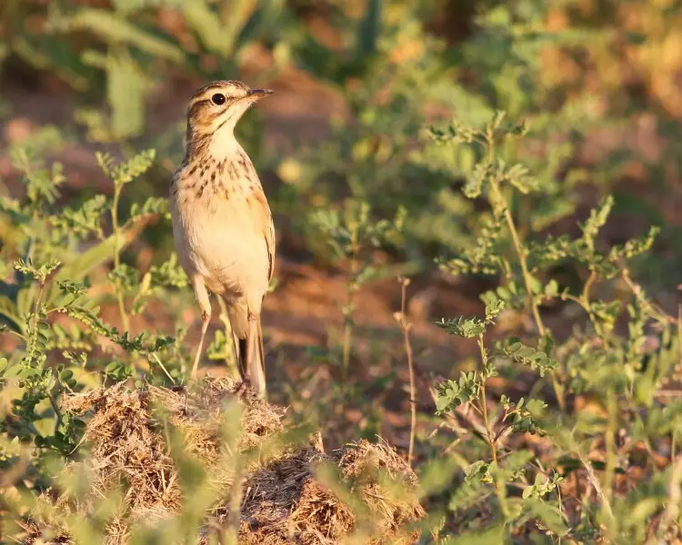 African pipit - Facts, Diet, Habitat & Pictures on Animalia.bio