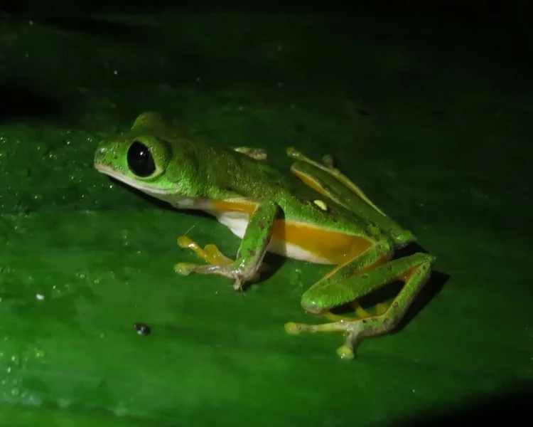 Agalychnis psilopygion - факти, дієта, ареал і фотографії на Animalia.bio