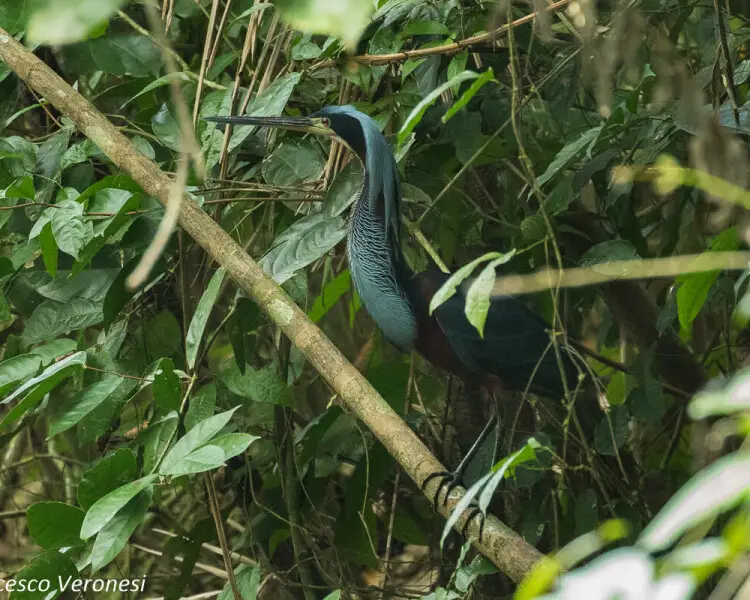 Agami heron - Facts, Diet, Habitat & Pictures on Animalia.bio