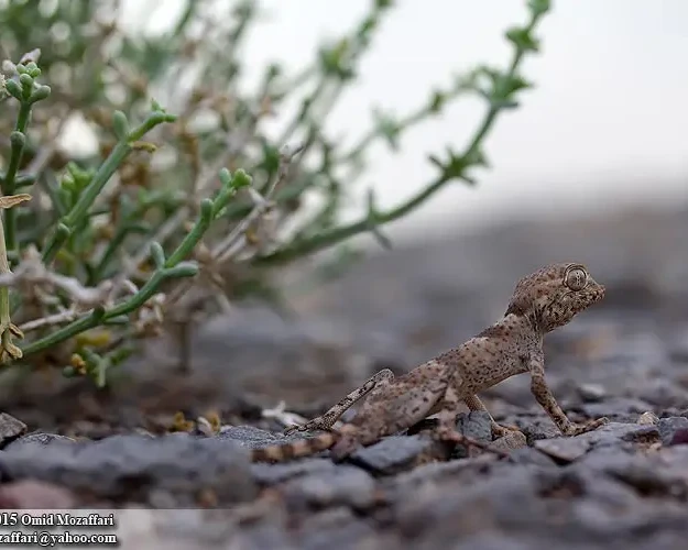 Persian spider gecko - Facts, Diet, Habitat & Pictures on Animalia.bio