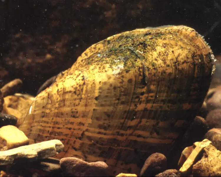 Elktoe - Facts, Diet, Habitat & Pictures on Animalia.bio