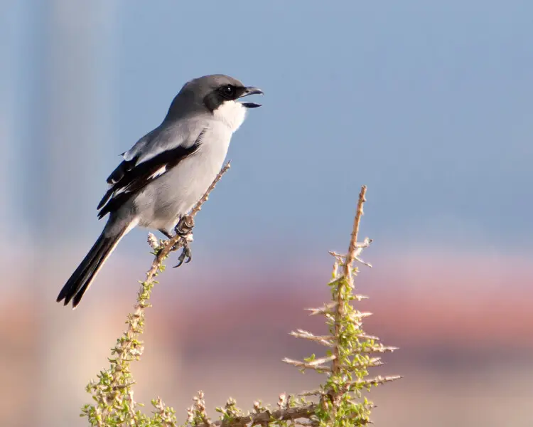 Great grey shrike - Facts, Diet, Habitat & Pictures on Animalia.bio