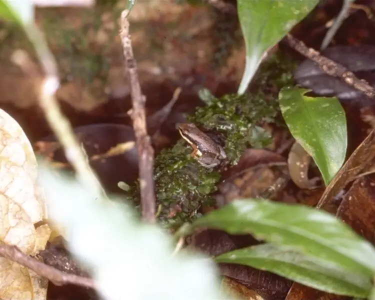 Allobates femoralis - Facts, Diet, Habitat & Pictures on Animalia.bio