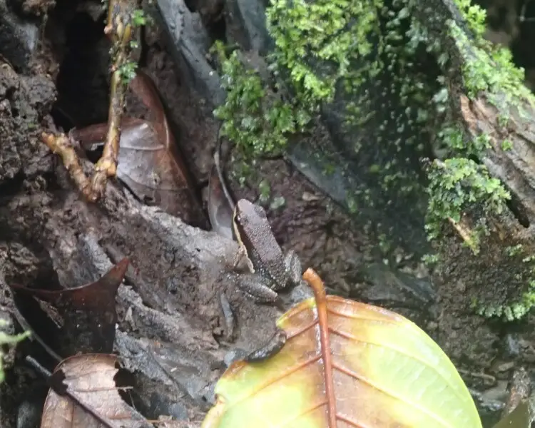 Allobates insperatus - Facts, Diet, Habitat & Pictures on Animalia.bio